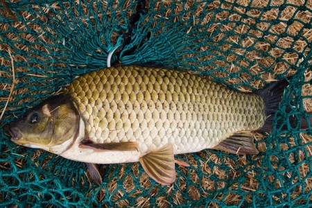 Hybrid Carp - Freshwater Fish Company