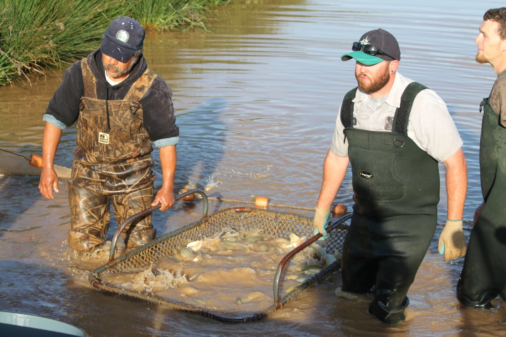 Fish crew harvesting fish - Freshwater Fish Company