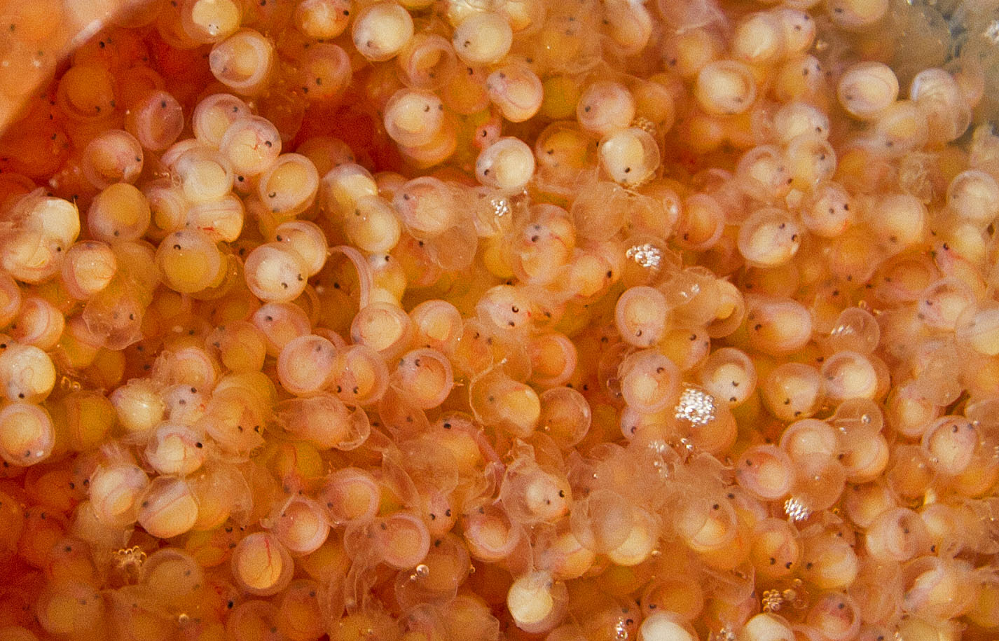 Catfish Eggs With Eyes Freshwater Fish Company