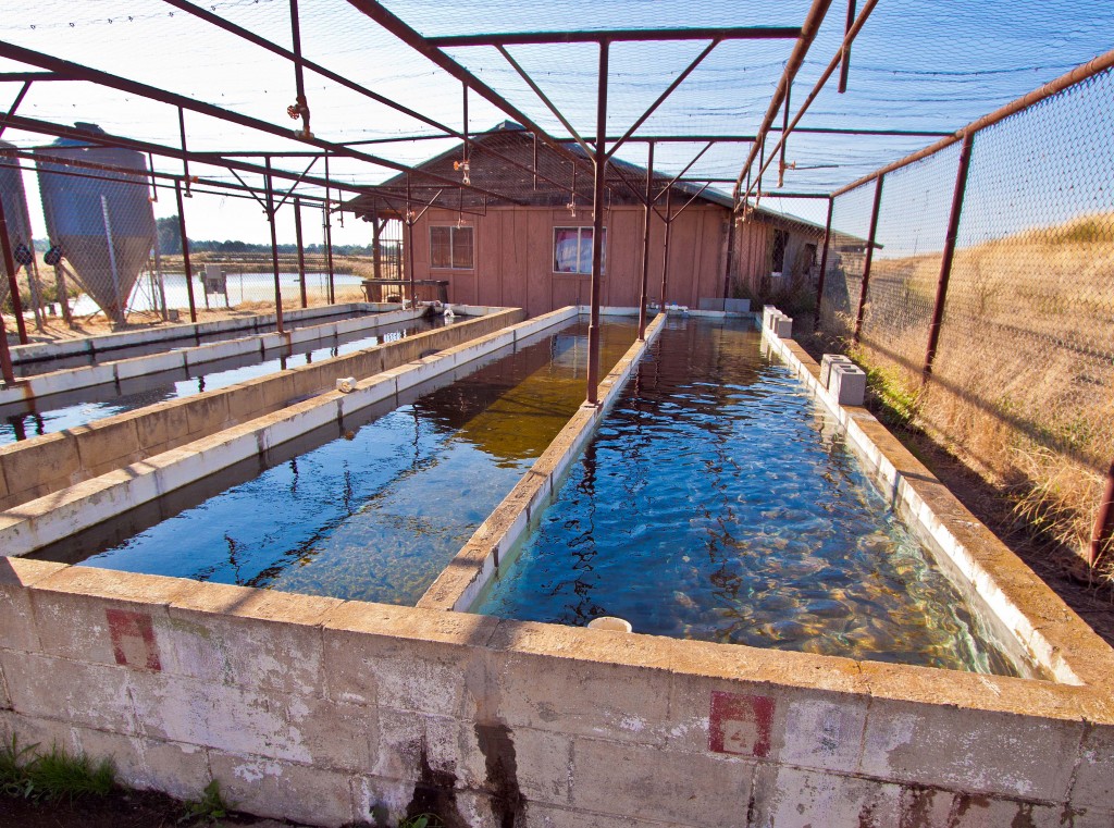 raceways - Freshwater Fish Company